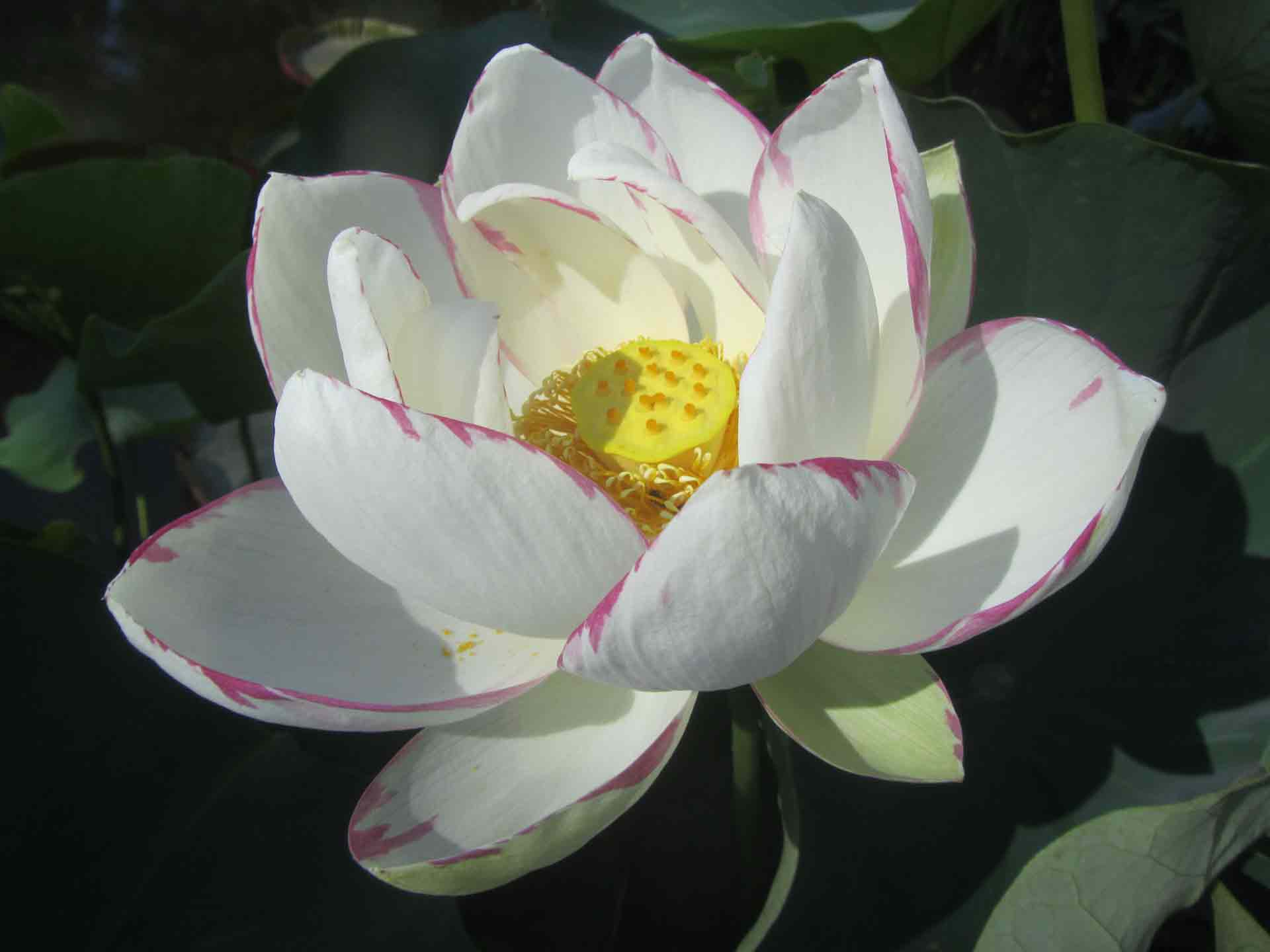 le-jardin-nelumbo.com – Le Jardin Nelumbo
