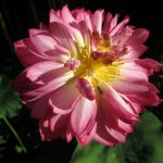 Lotus Nain vente rhizome mars/avril – Page 2 – le-jardin-nelumbo.com