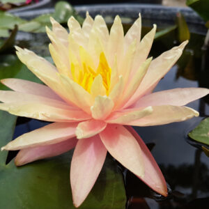 Nymphaea ‘Myra’ (Mike Giles) – le-jardin-nelumbo.com