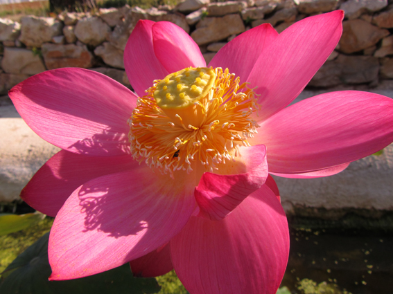 Nelumbo ‘Yimeng Red’ – le-jardin-nelumbo.com