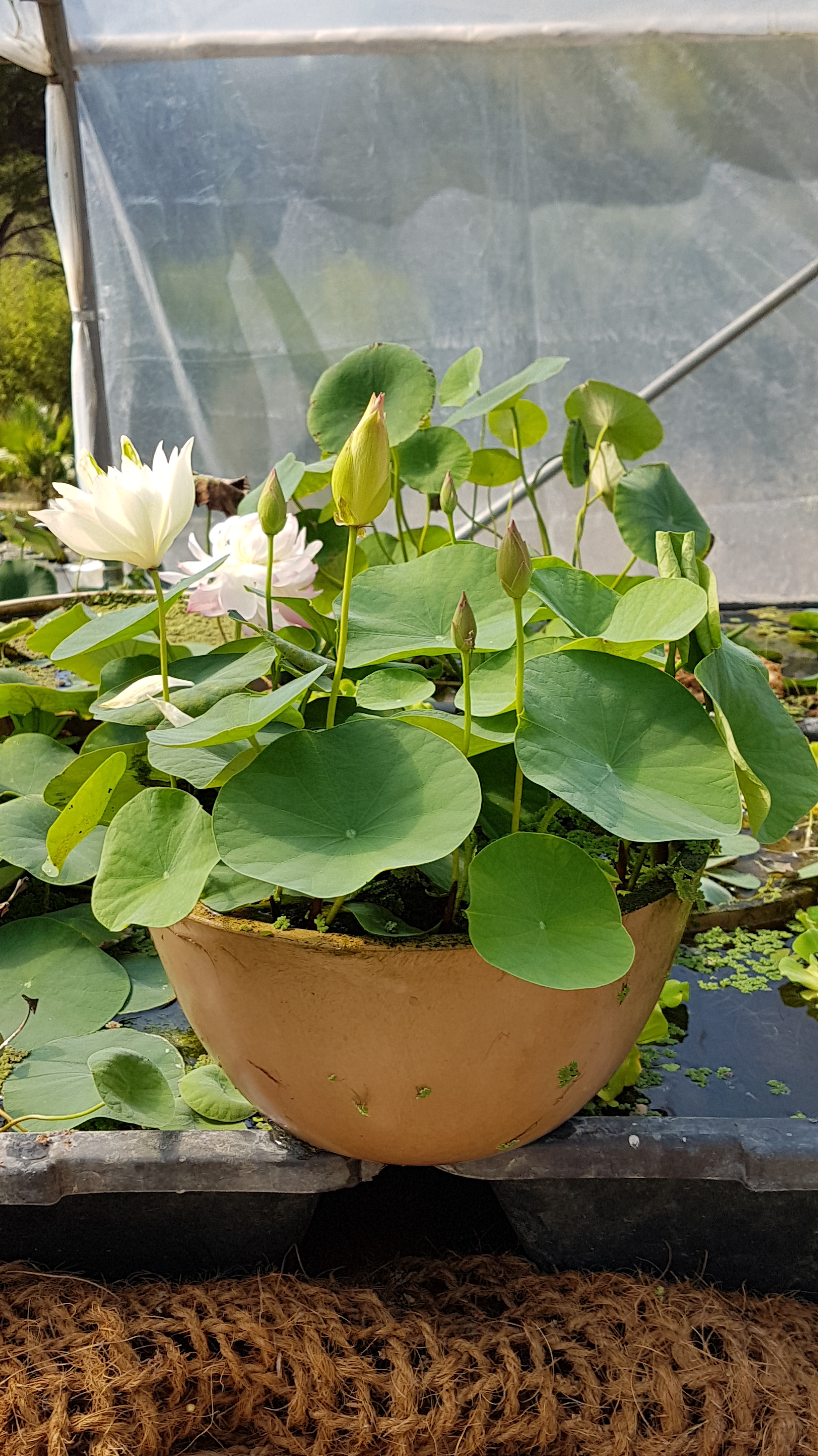 Nelumbo ‘First Fall’ – le-jardin-nelumbo.com