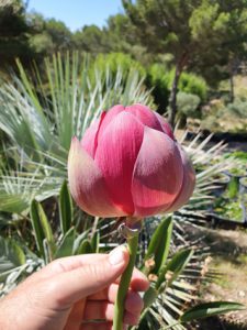 Nelumbo ‘Chinese Red Beijing’ (syn ‘Zhong Guo Hong Beijing’) – le ...
