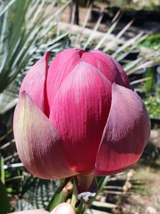Nelumbo ‘Chinese Red Beijing’ (syn ‘Zhong Guo Hong Beijing’) – le ...