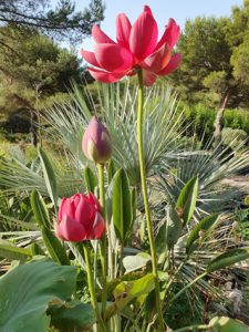 Nelumbo ‘Chinese Red Beijing’ (syn ‘Zhong Guo Hong Beijing’) – le ...