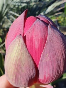 Nelumbo ‘Chinese Red Beijing’ (syn ‘Zhong Guo Hong Beijing’) – le ...