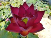 Nelumbo ‘Chinese Red Beijing’ (syn ‘Zhong Guo Hong Beijing’) – le ...