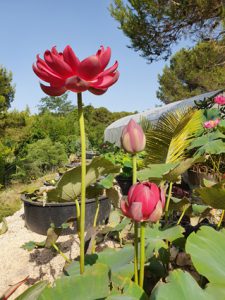 Nelumbo ‘Chinese Red Beijing’ (syn ‘Zhong Guo Hong Beijing’) – le ...
