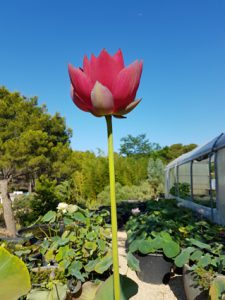 Nelumbo ‘Chinese Red Beijing’ (syn ‘Zhong Guo Hong Beijing’) – le ...