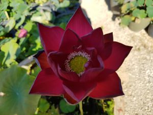 Nelumbo ‘Chinese Red Beijing’ (syn ‘Zhong Guo Hong Beijing’) – le ...