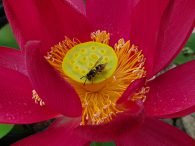Nelumbo ‘Chinese Red Beijing’ (syn ‘Zhong Guo Hong Beijing’) – le ...