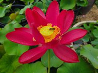 Nelumbo ‘Chinese Red Beijing’ (syn ‘Zhong Guo Hong Beijing’) – le ...
