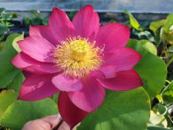 Nelumbo ‘Magnificent’ (Syn ‘Gui Li’) – le-jardin-nelumbo.com