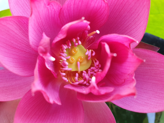 Nelumbo ‘Magnificent’ (Syn ‘Gui Li’) – le-jardin-nelumbo.com